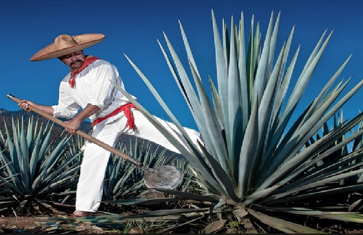 Our Hands – Tequila Riqueza Cultural